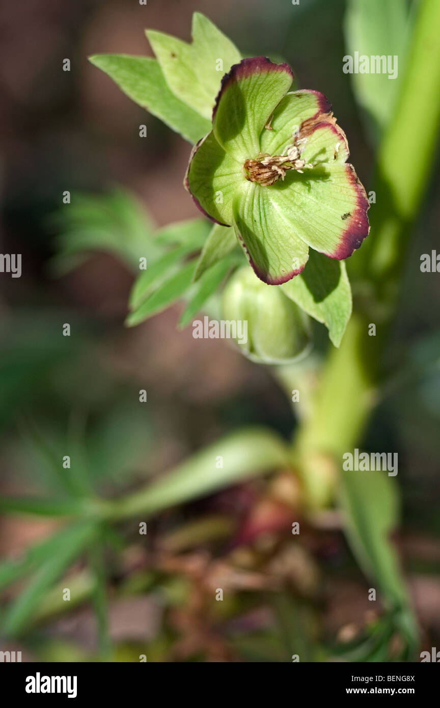 Stinking hellebore (Helleborus foetidus) in flower, Europe Stock Photo ...