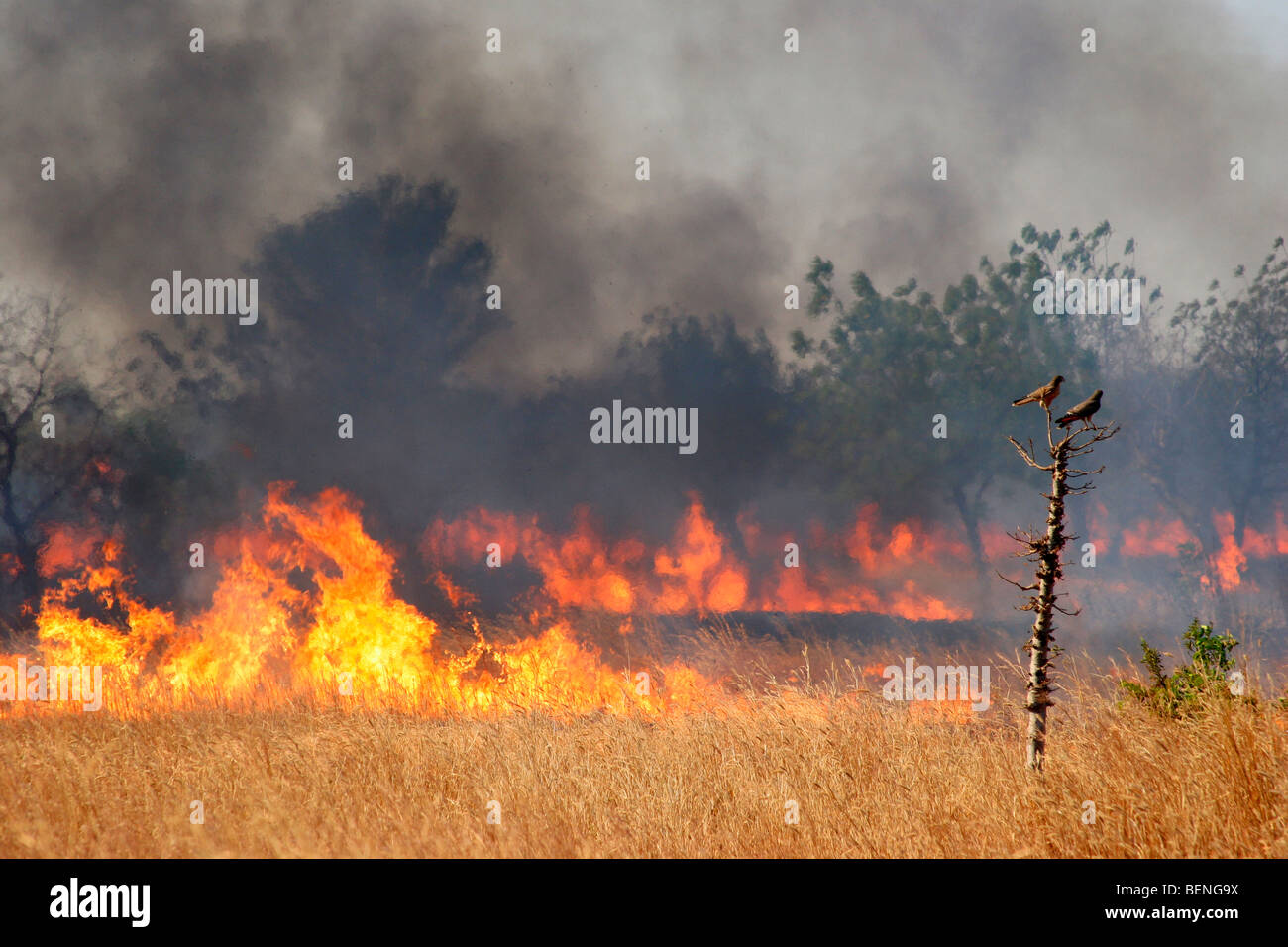 Slash-and-burn / slash and burn / controlled burning of grassland in ...