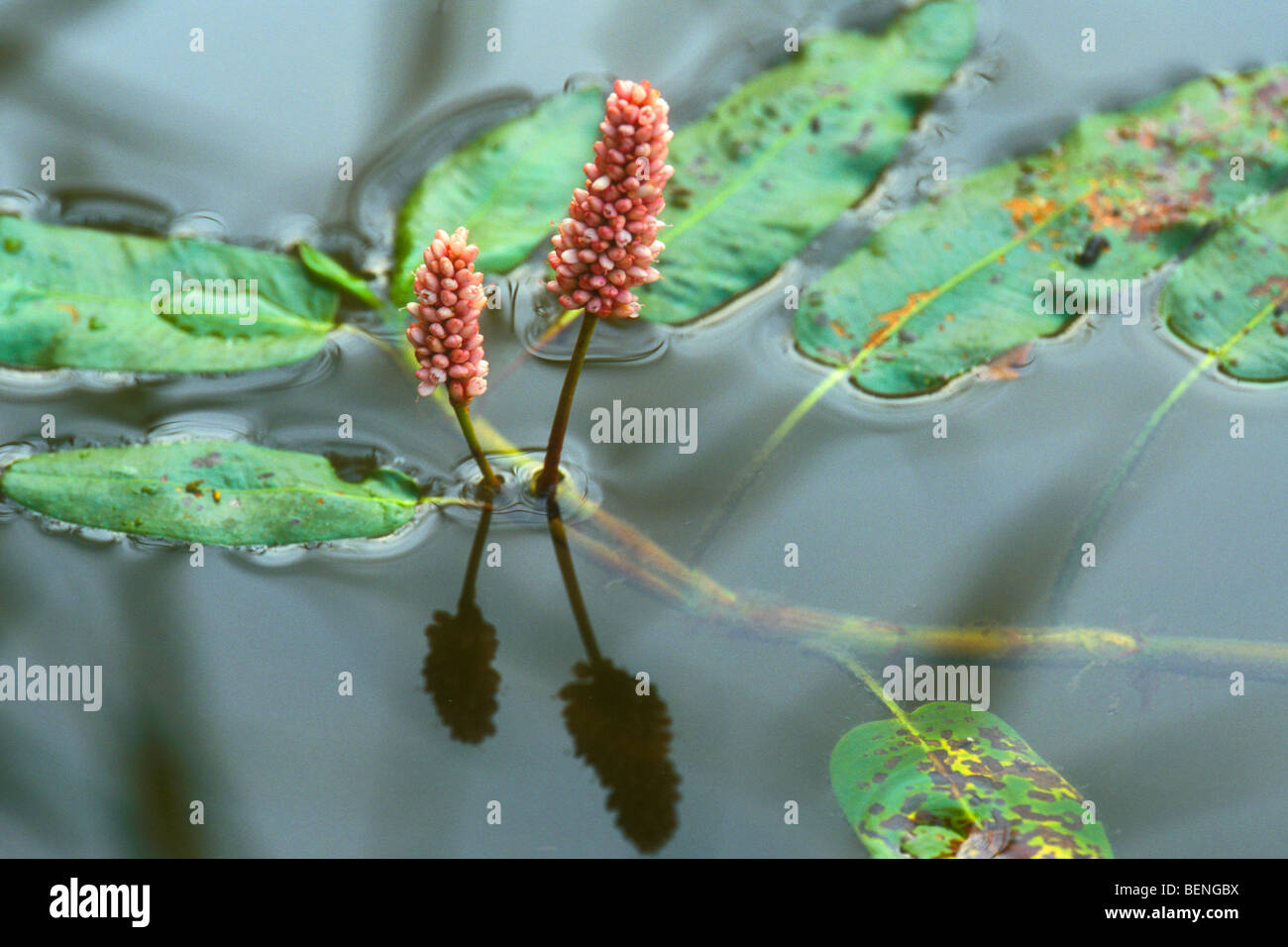 Water smartweed / Water knotweed / Amphibious bistort (Persicaria ...