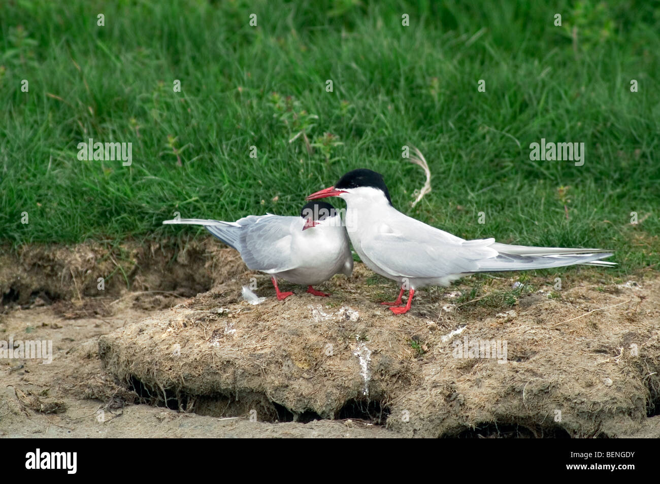 Common terns (Sterna hirundo) couple nesting in seabird colony in salt marsh Stock Photo - Alamy