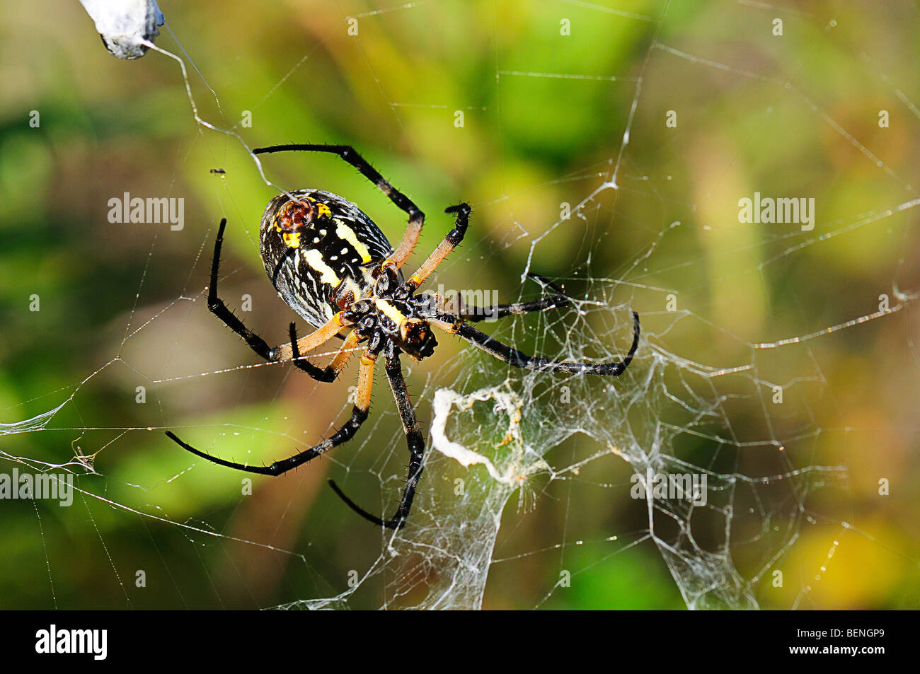 Yellow garden spider Stock Photo - Alamy