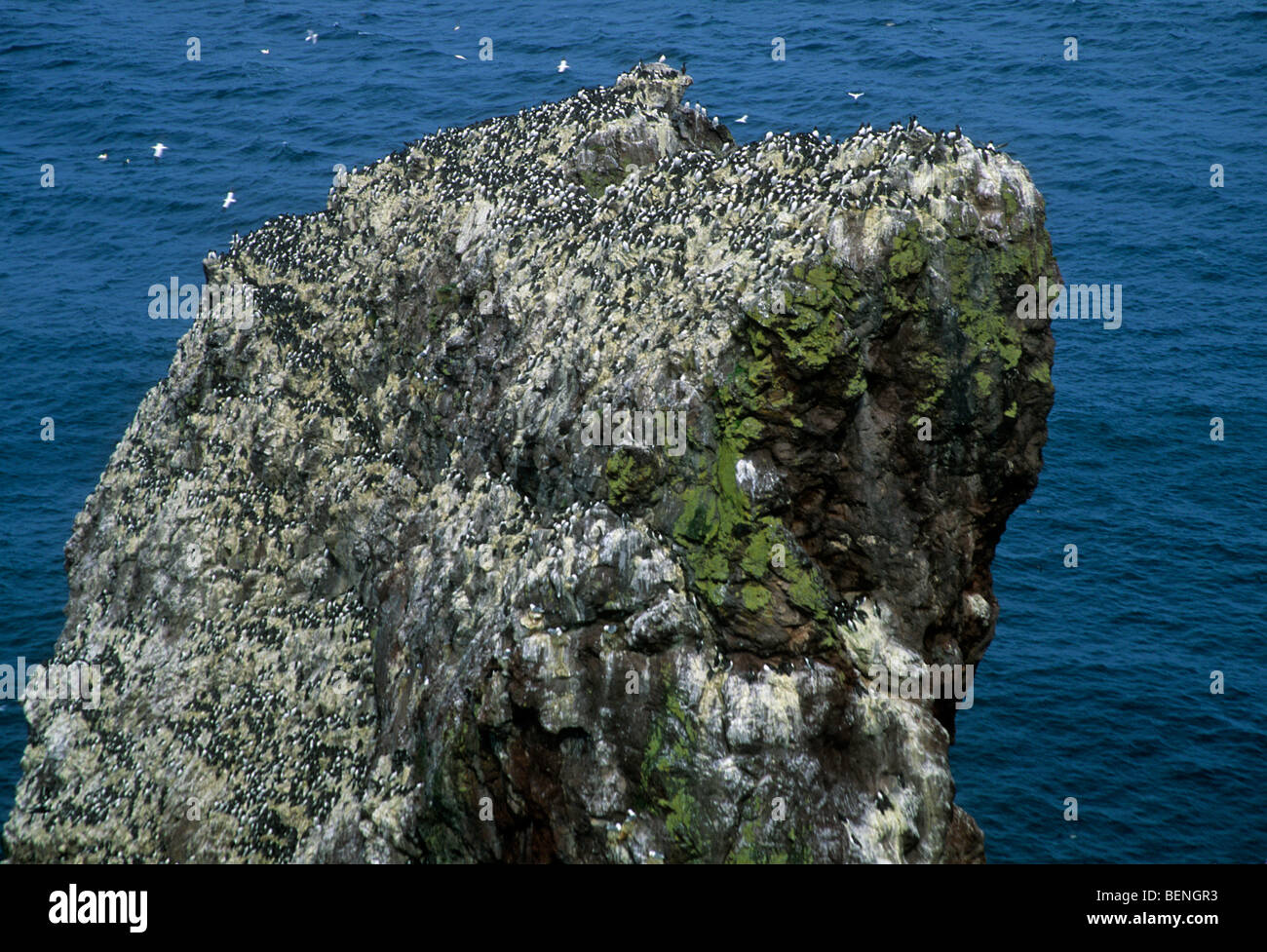 Seabird colony, St Abb's Head, Borders, Scotland, UK Stock Photo - Alamy