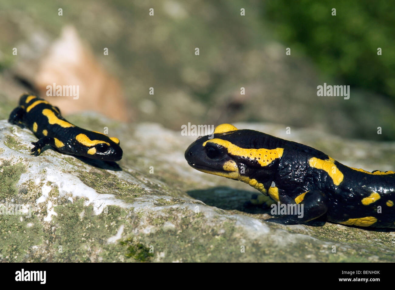 Baby Fire Salamander
