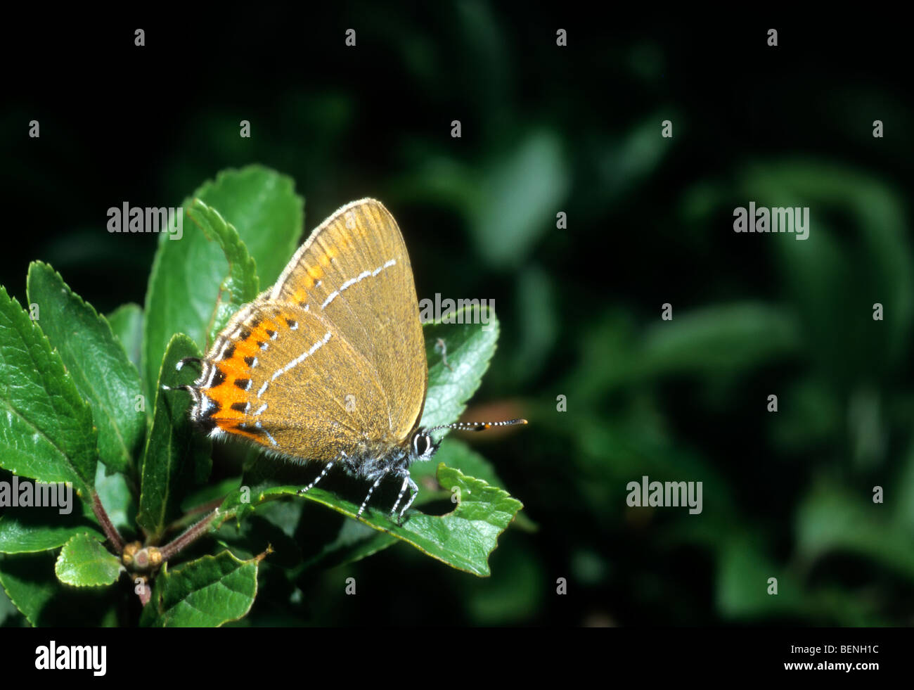 Black hairstreak (Satyrium / Strymonidia pruni), Torgny, Ardennes ...