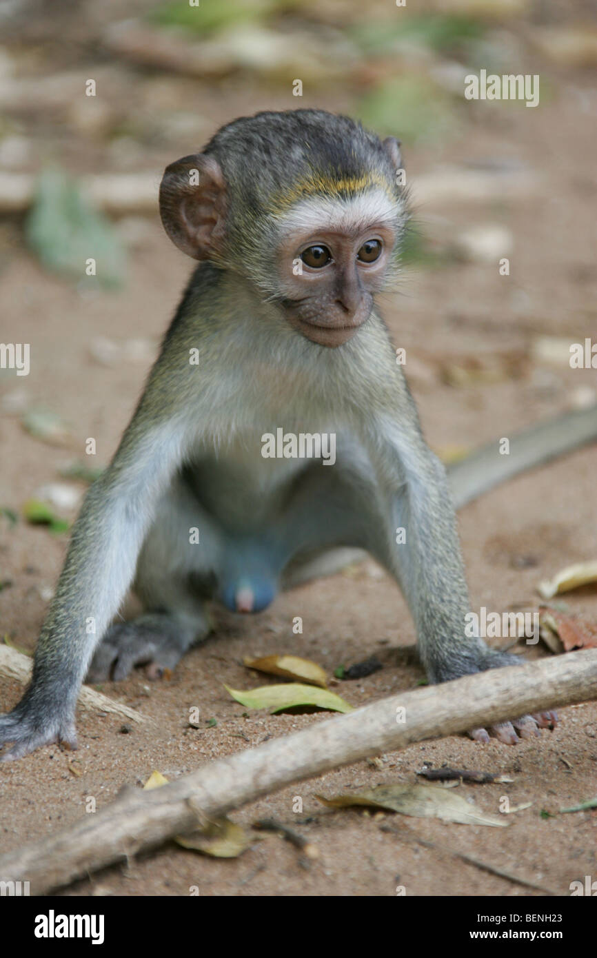 Monkey genitals hi-res stock photography and images - Alamy