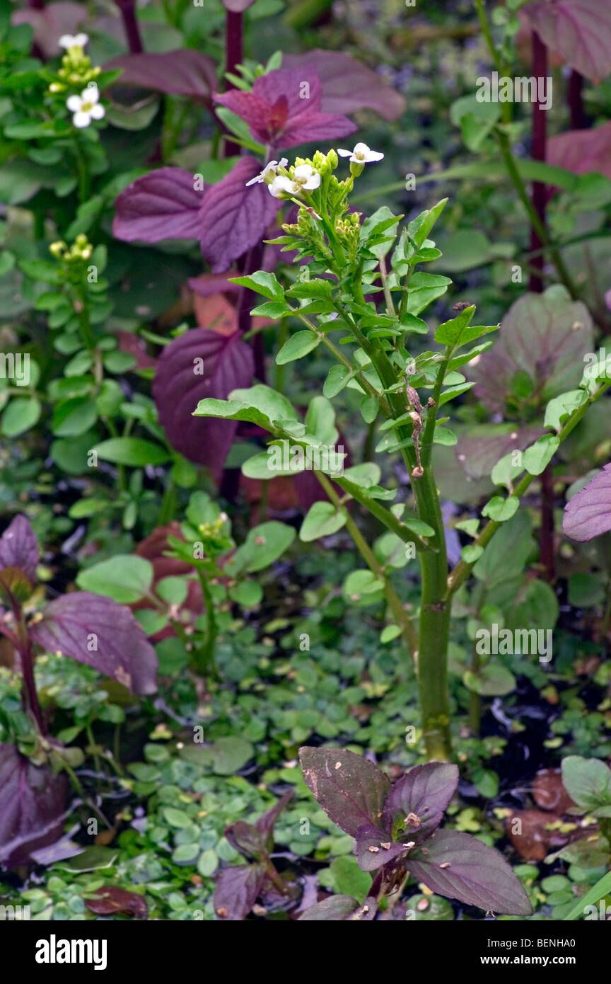 Watercress (Nasturtium officinale) in pond Stock Photo - Alamy