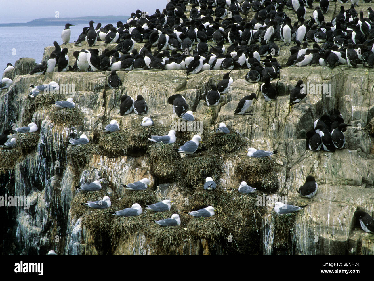 Sea bird colony of common guillemots (Uria aage) and kittiwakes (Rissa ...