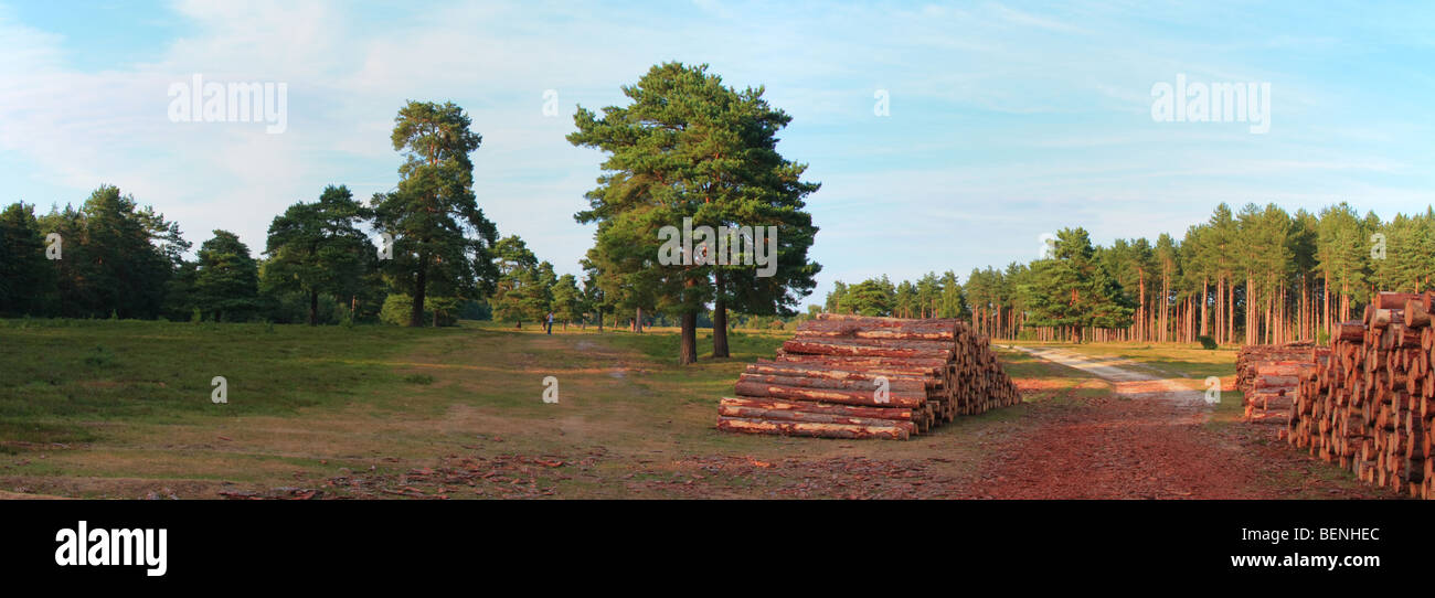 Logging in the woods of The New Forest, UK Stock Photo - Alamy
