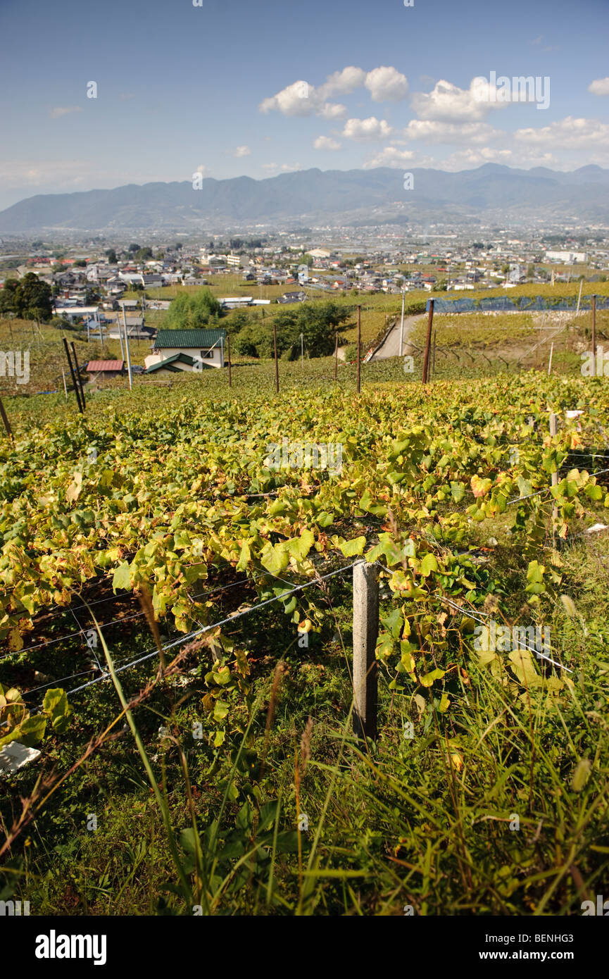 Katsunuma vineyards, Yamanashi Prefecture, Japan, October 12, 2009 ...