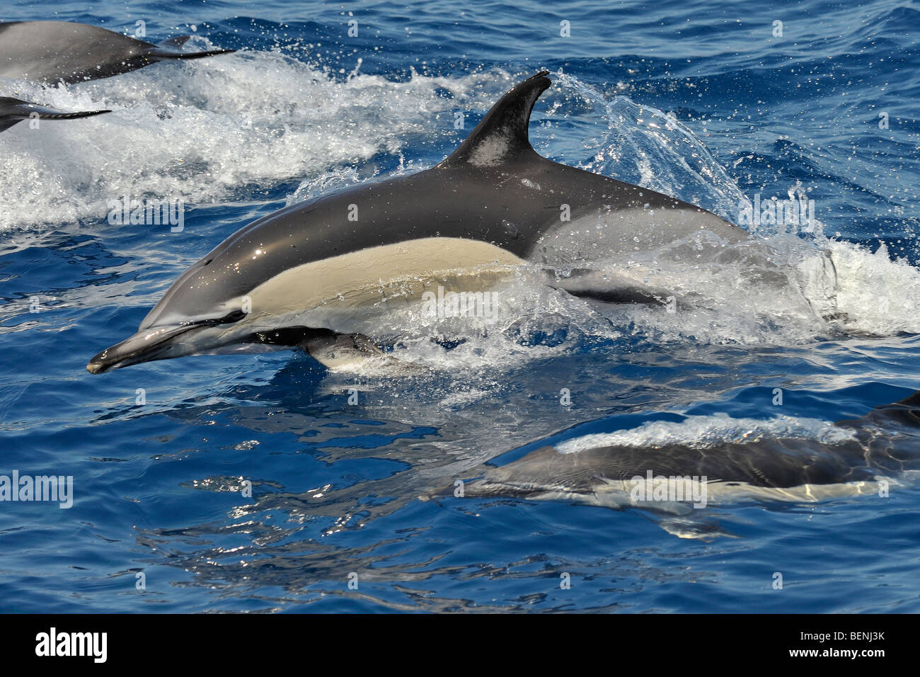 Short-beaked Common Dolphin, Delphinus delphis. Azores, Atlantic Ocean Stock Photo - Alamy