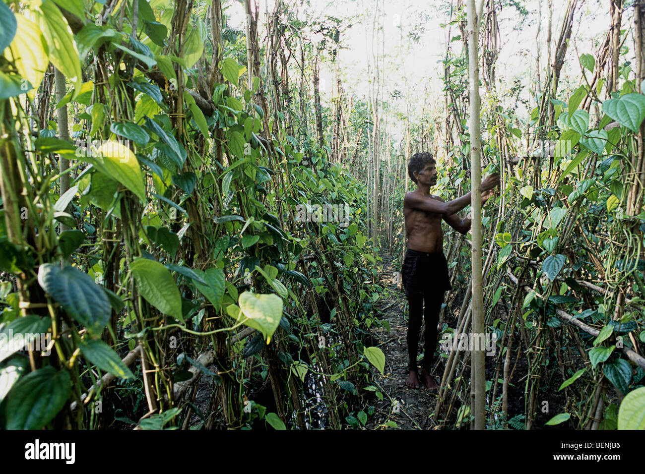 India betel field hi-res stock photography and images - Alamy