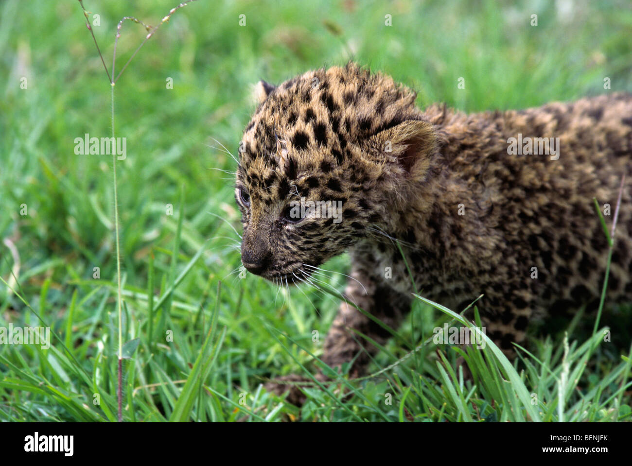 A 30 day old leopard cub in Bandipur National Park Karnataka India ...