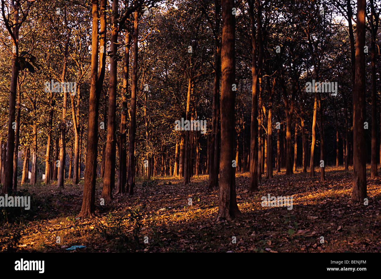 Teak plantation hi-res stock photography and images - Alamy