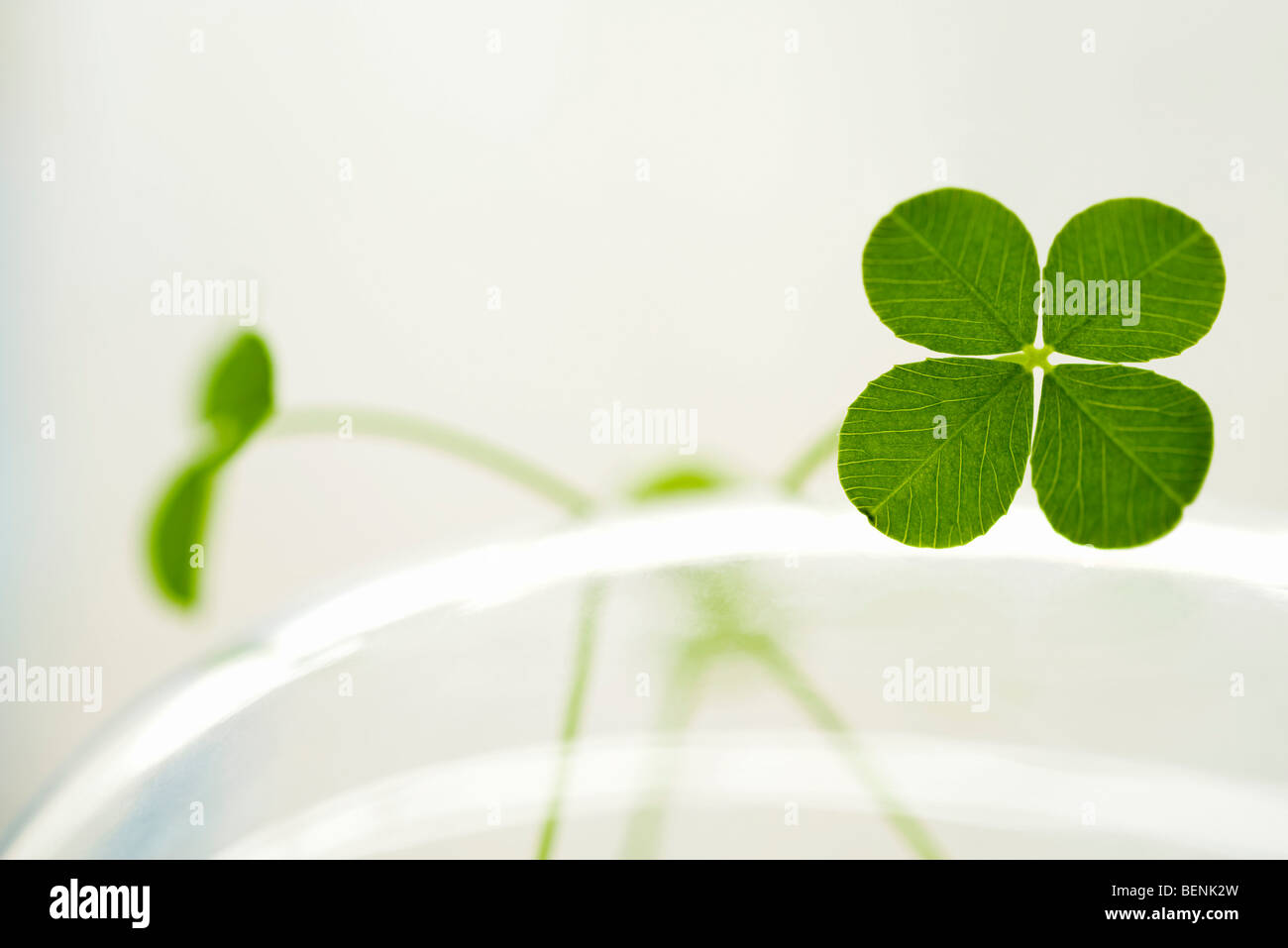 Four Leaf Clover Stock Photos & Four Leaf Clover Stock Images - Alamy