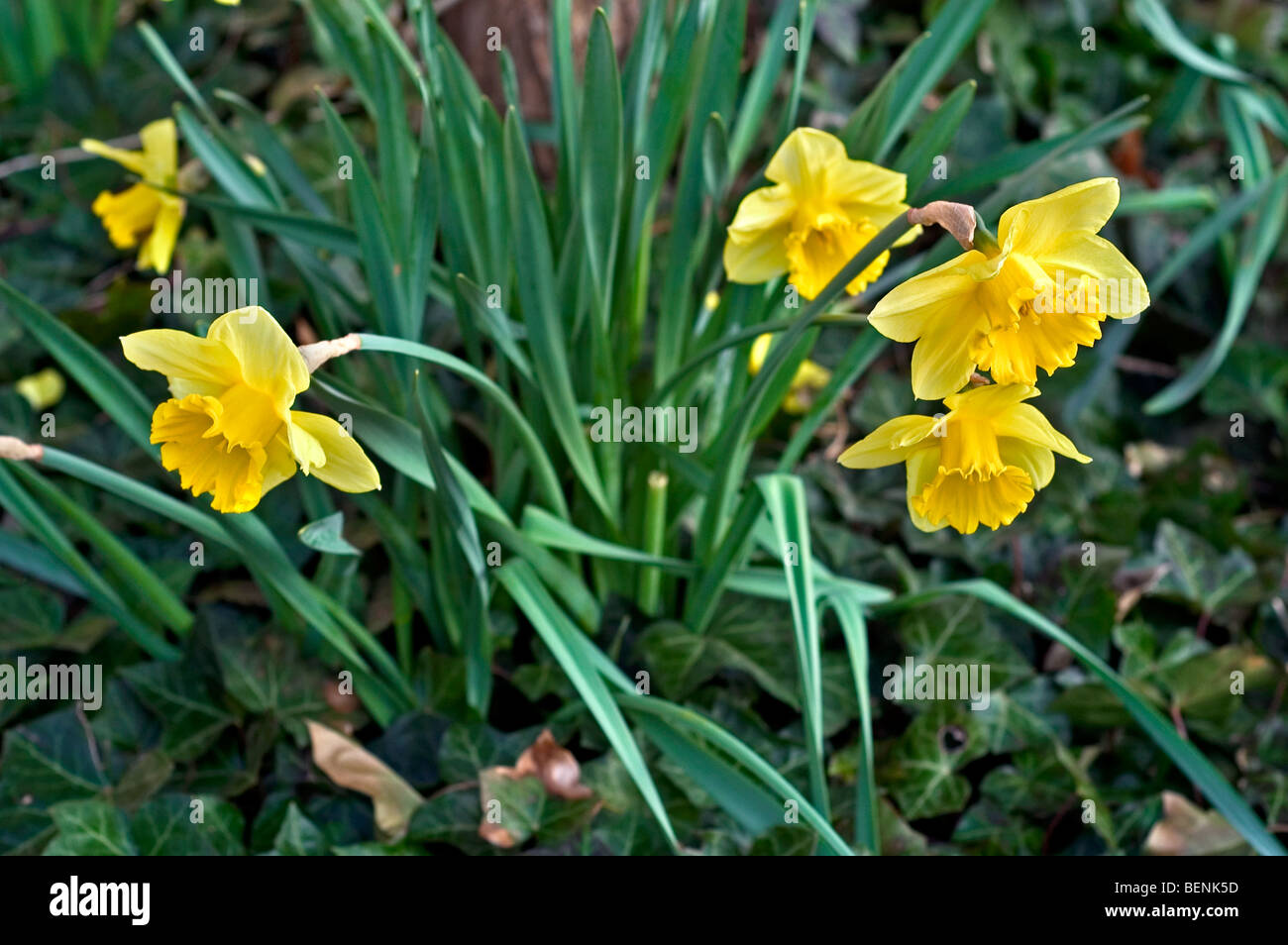 Wild daffodil / Lent lily (Narcissus pseudonarcissus) in flower in ...
