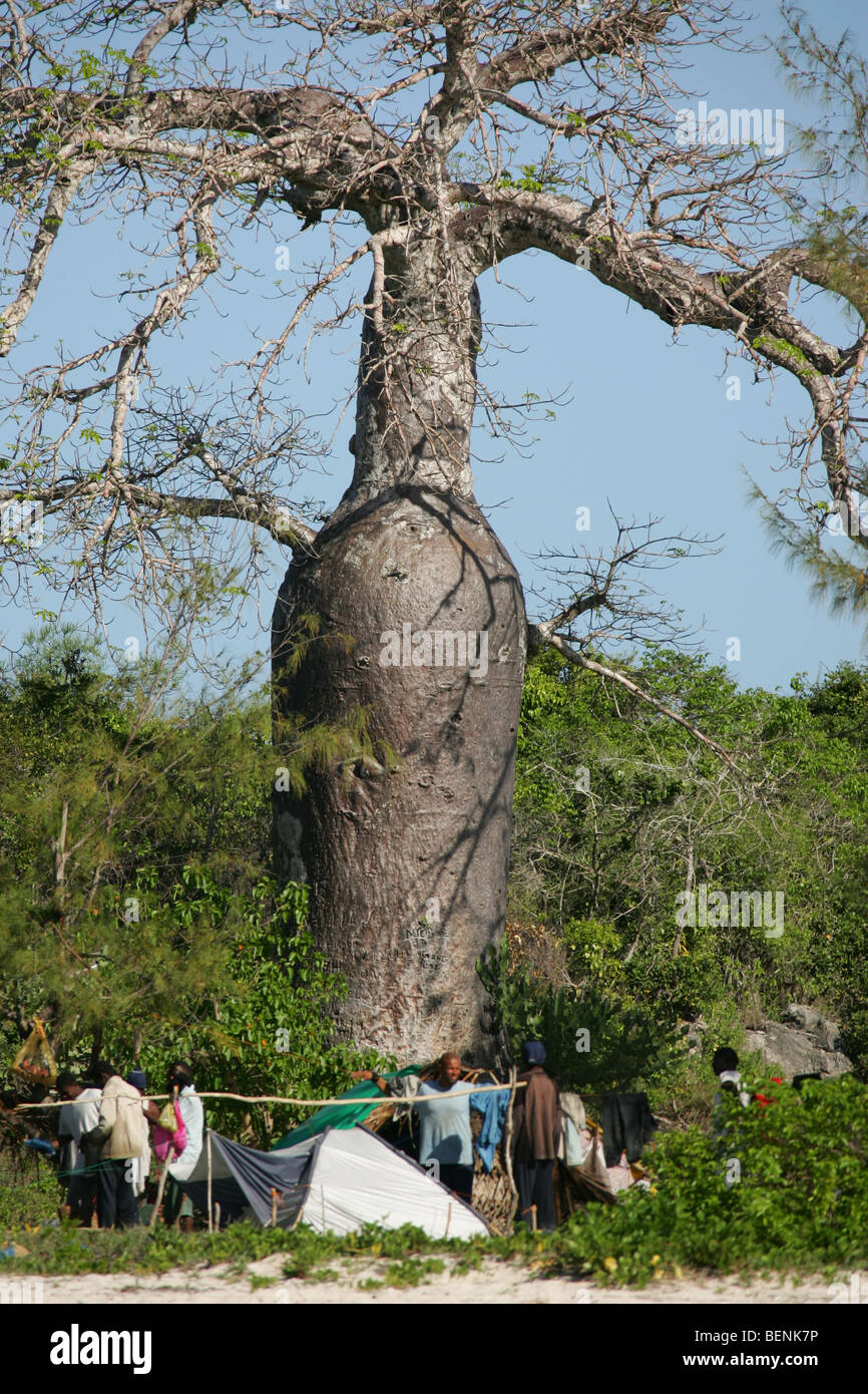Boab tree vegetation flora african hi-res stock photography and images ...