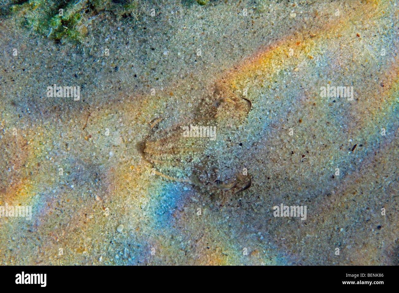 cuttlefish buried in sand Stock Photo - Alamy