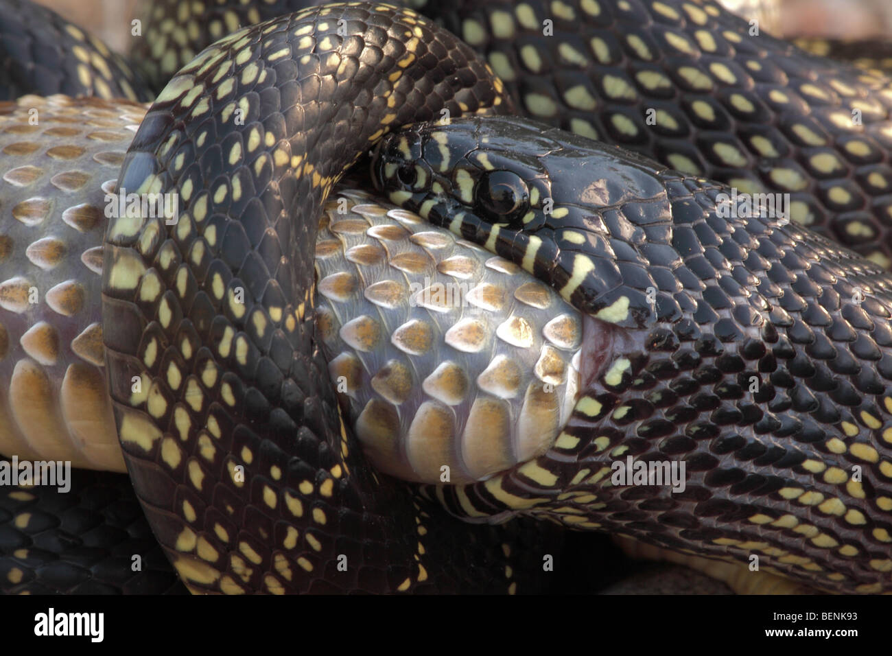North american king snake hi-res stock photography and images - Alamy