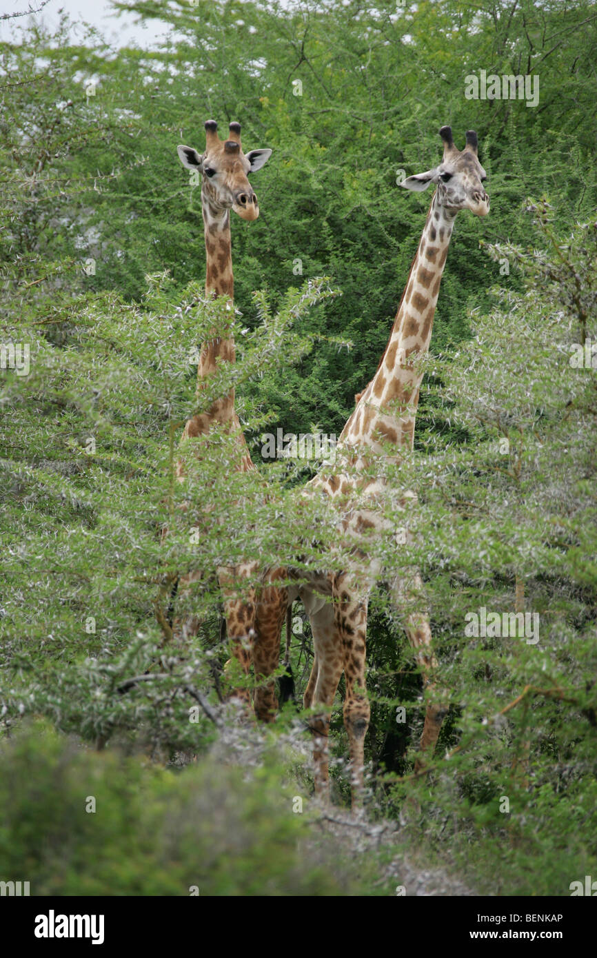 Encounter with two Giraffes in the Selous Game Reserve in Tanzania ...