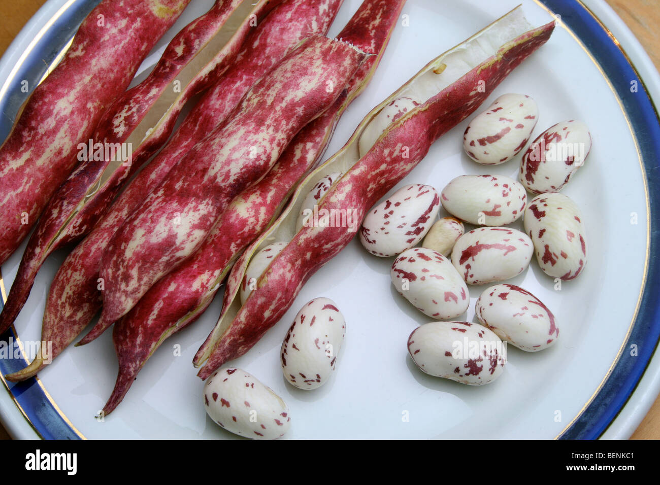 Borlotti / borlotto beans and pods on blue and white plate Stock Photo ...