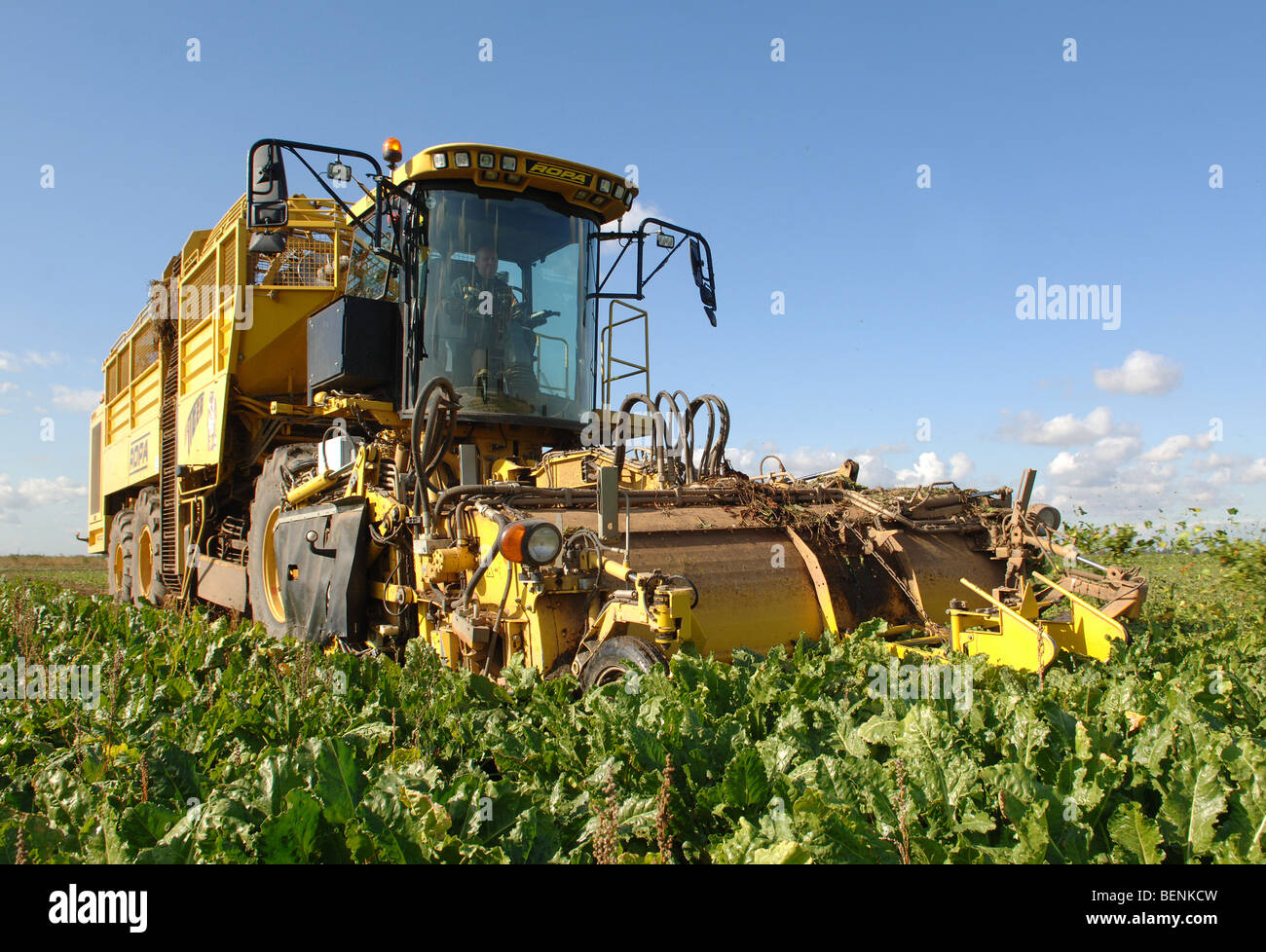 Sugar Beet Harvest Uk Stock Photos & Sugar Beet Harvest Uk Stock Images ...