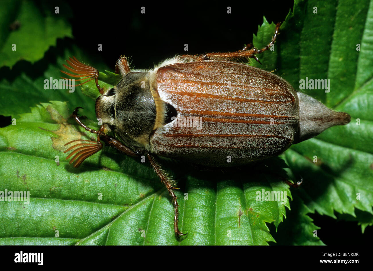 Common cockchafer / May bug (Melontha melontha), Belgium Stock Photo ...