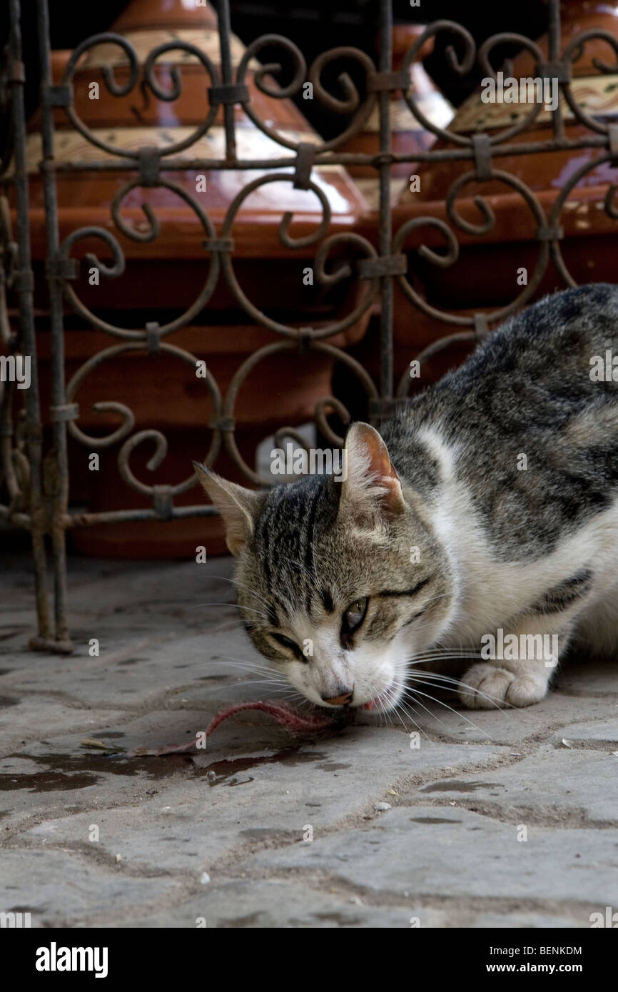 Eating scraps hi-res stock photography and images - Alamy