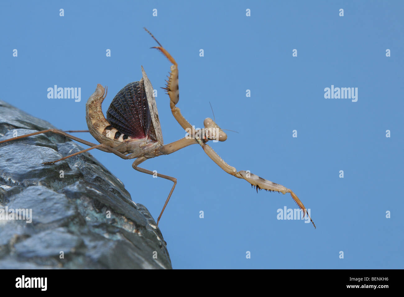 Praying Mantis in defensive pose Stock Photo - Alamy