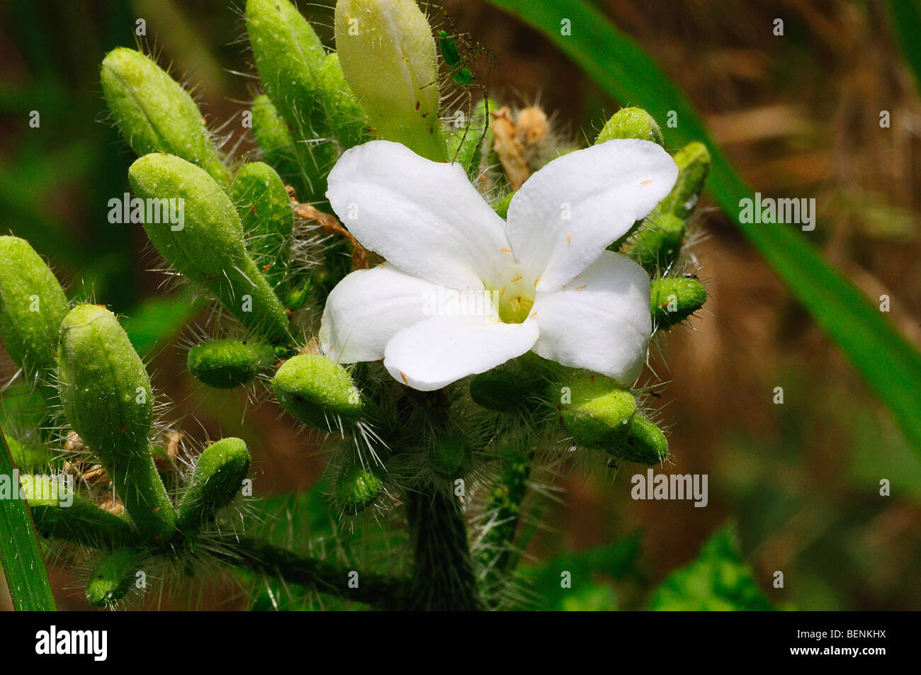 Bull bloom hi-res stock photography and images - Alamy
