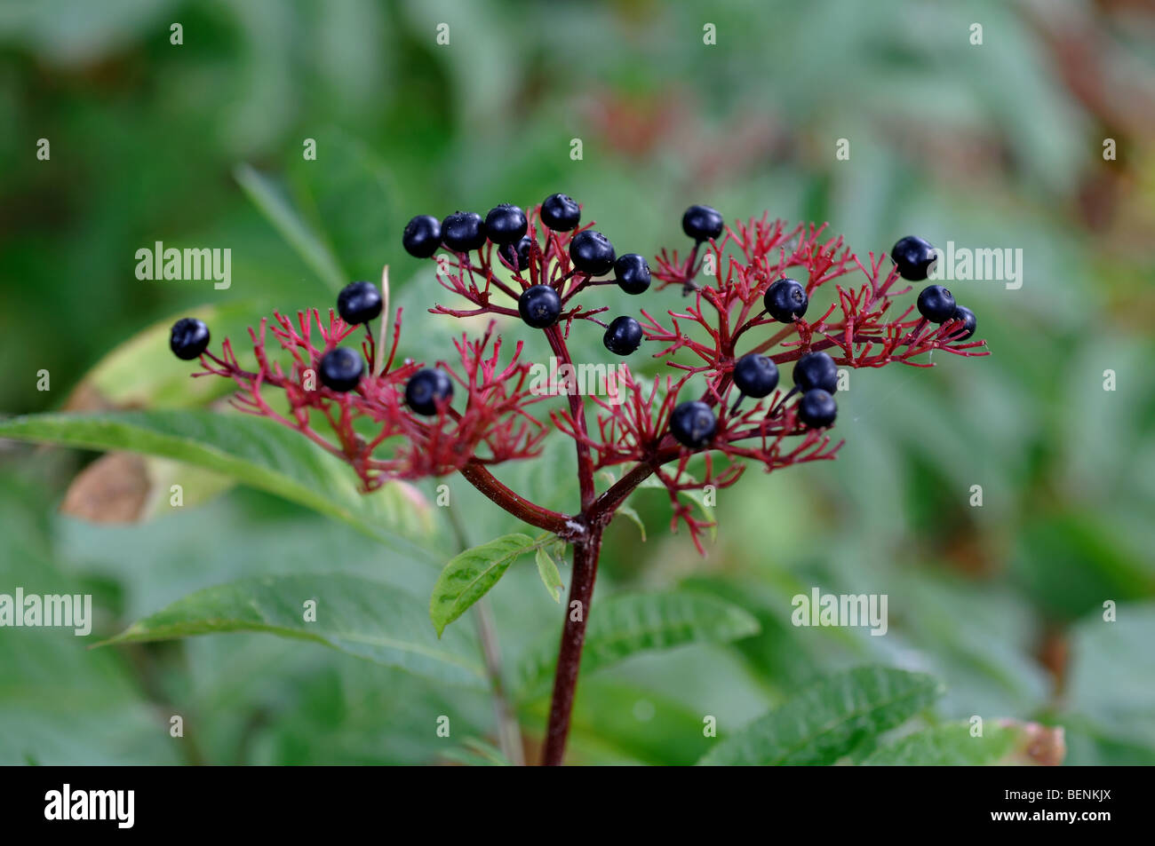 Dwarf Elder Sambucus Ebulus High Resolution Stock Photography and ...