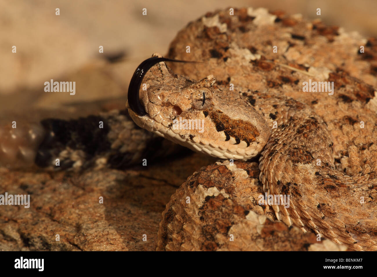 Sidewinder rattlesnakes hi-res stock photography and images - Alamy