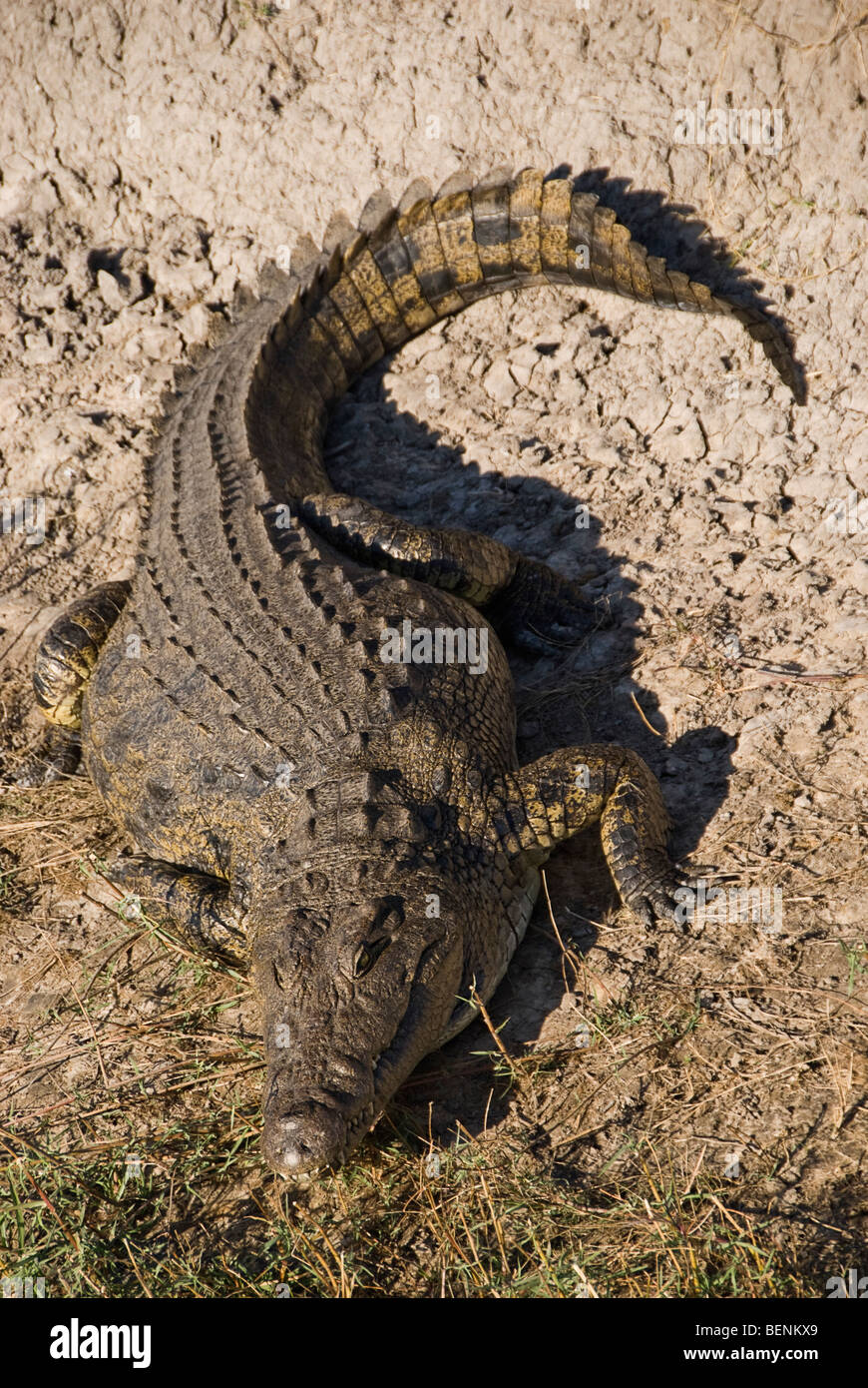 Crocodile side view hi-res stock photography and images - Alamy