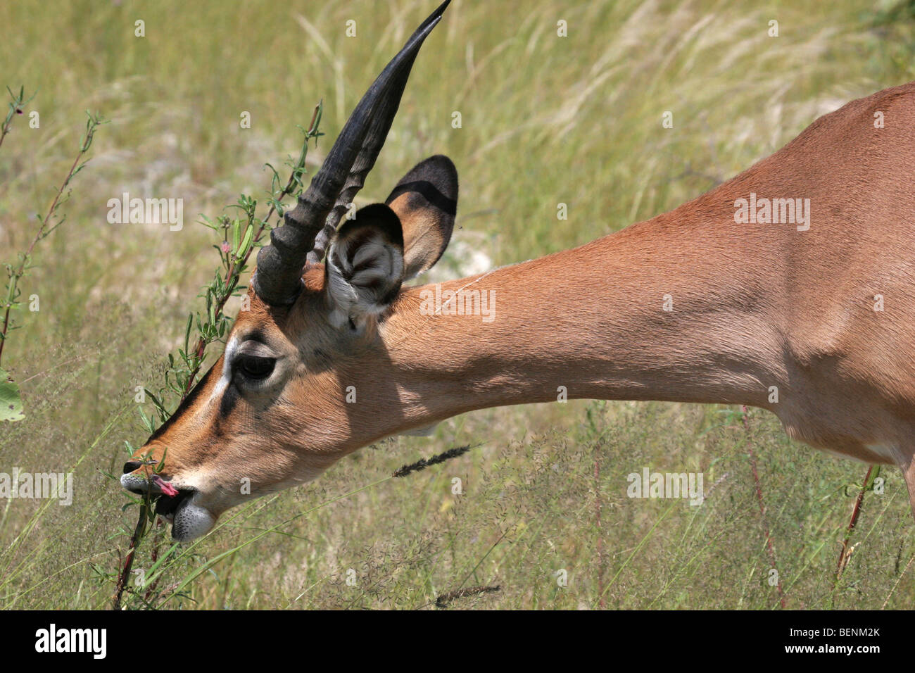 Black-faced impala (Aepyceros melampus petersi) eating, Etosha National ...