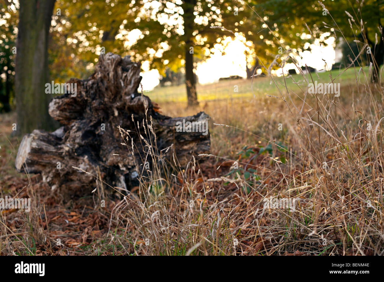 Dead tree, Autumn Stock Photo - Alamy
