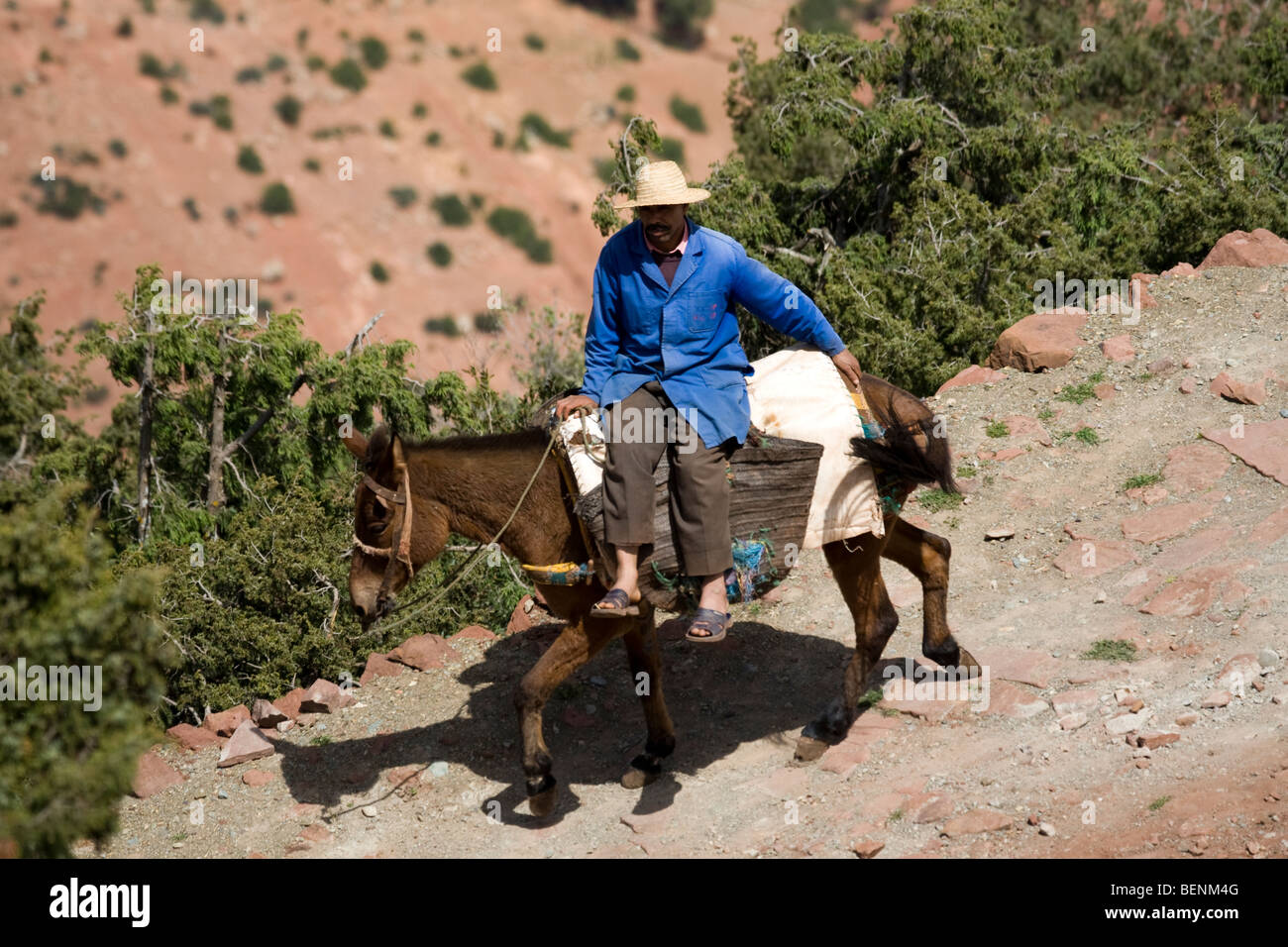 Donkey walking on road hi-res stock photography and images - Alamy
