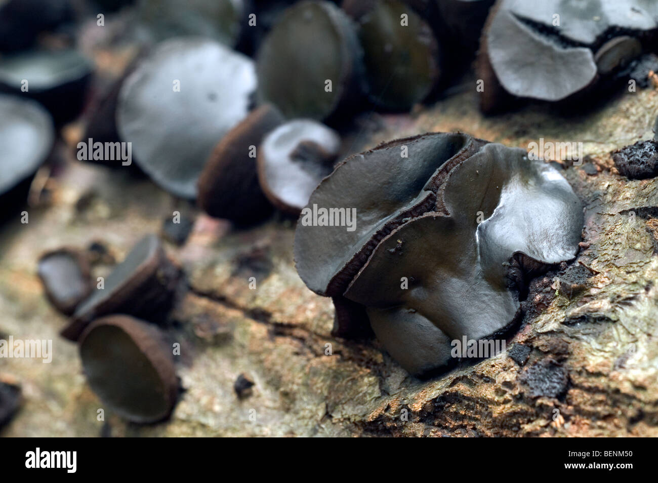 Black bulgar / Batchelor's buttons fungus (Bulgaria inquinans) on tree ...