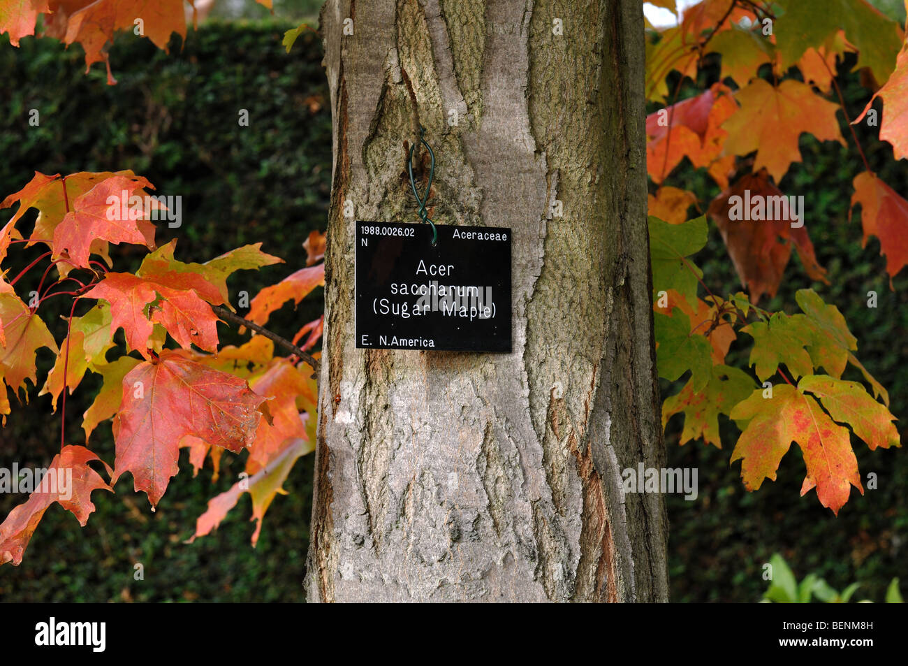 English maple tree hi-res stock photography and images - Alamy