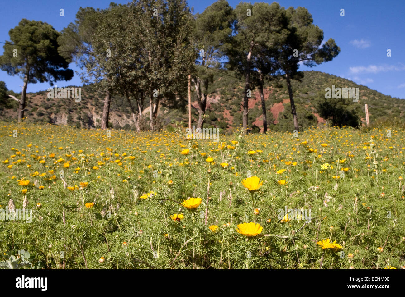 Dar Tassa, Morocco, flower in field Stock Photo - Alamy