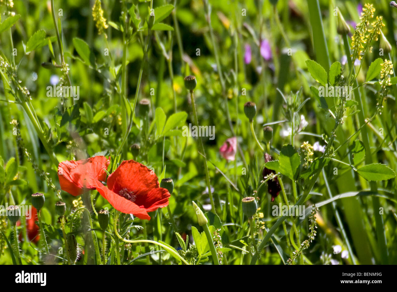 Dar Tassa, Morocco, poppy in field Stock Photo - Alamy