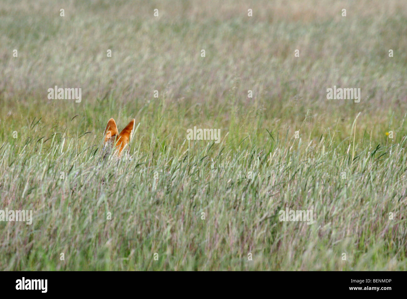 Black-backed jackal / silver-backed / red jackal (Canis mesomelas ...