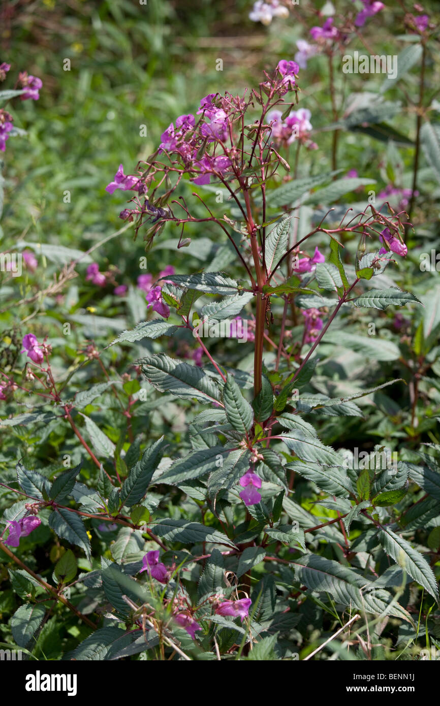 Himalayan balsam plants invading banks of River Wye, UK Stock Photo - Alamy
