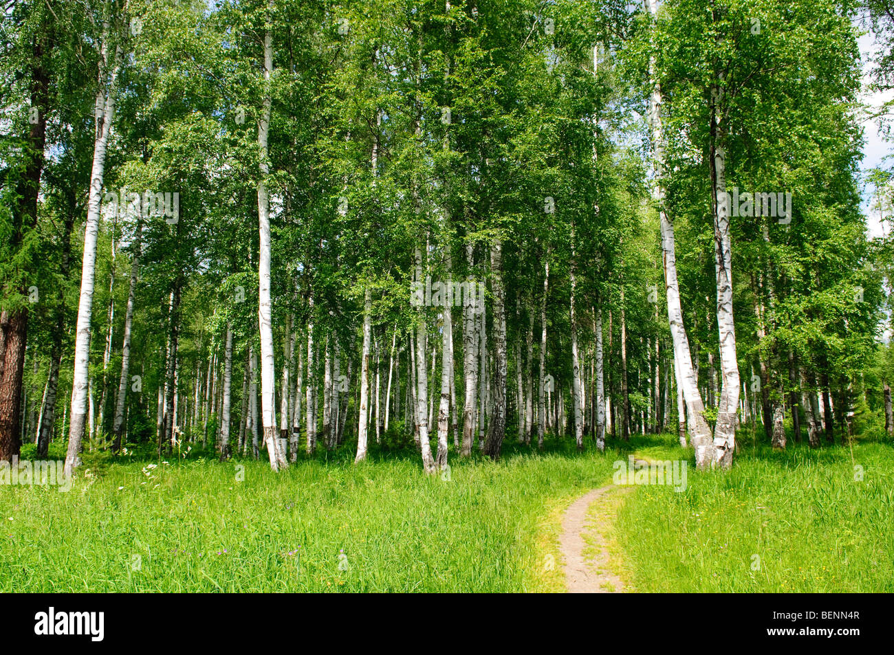 birch grove and forest path landscape Stock Photo - Alamy