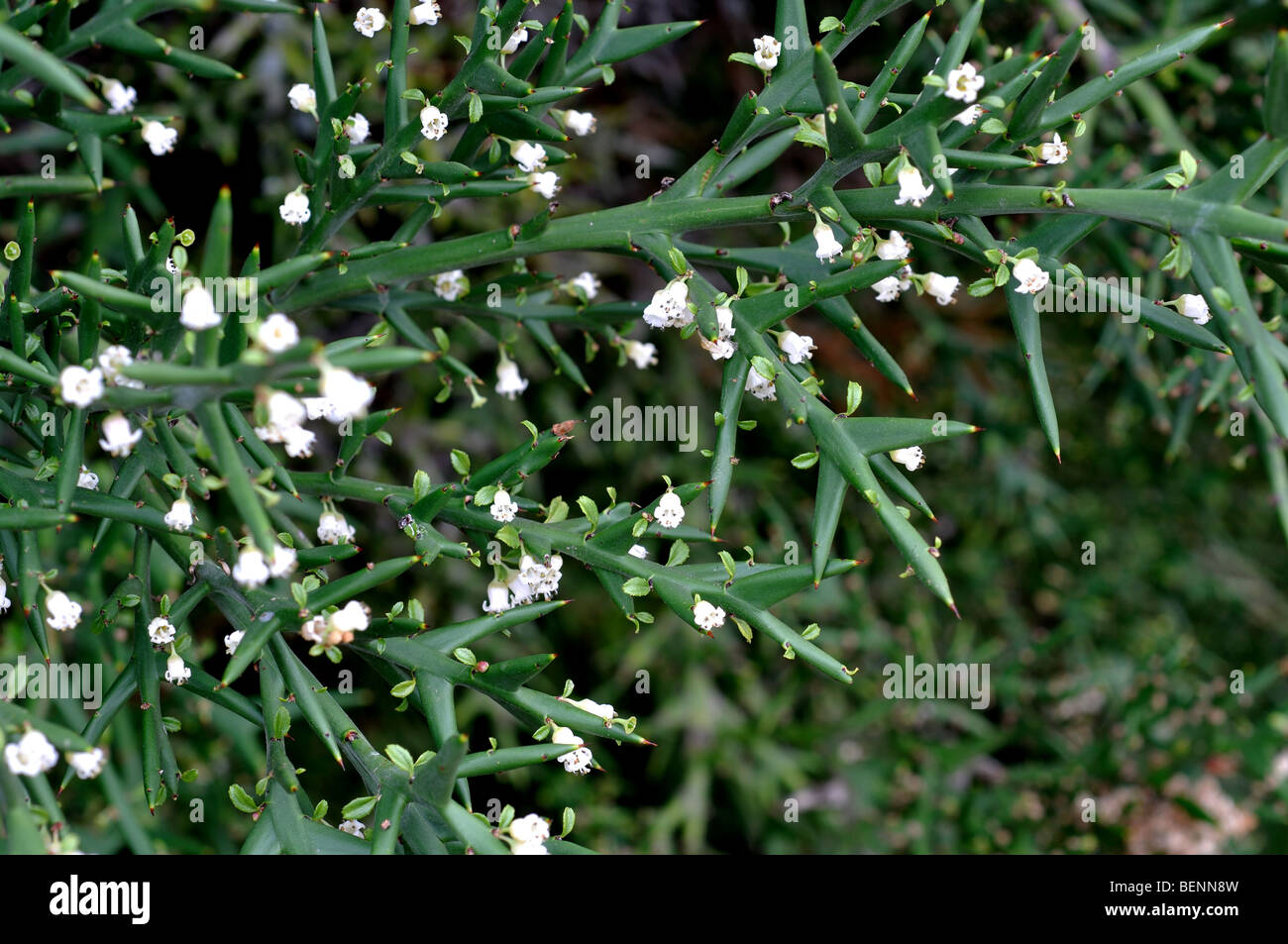 Colletia hystrix, University of Leicester Botanic Garden, Oadby ...