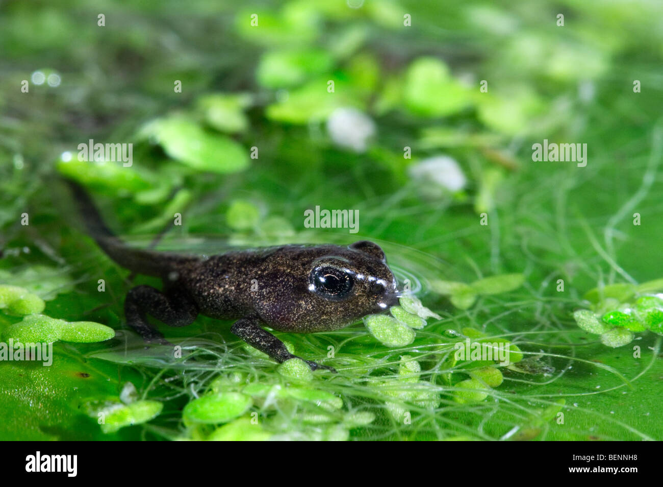 Froglet with tail hi-res stock photography and images - Alamy