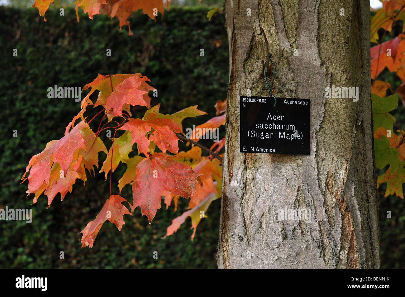 English maple tree hi-res stock photography and images - Alamy