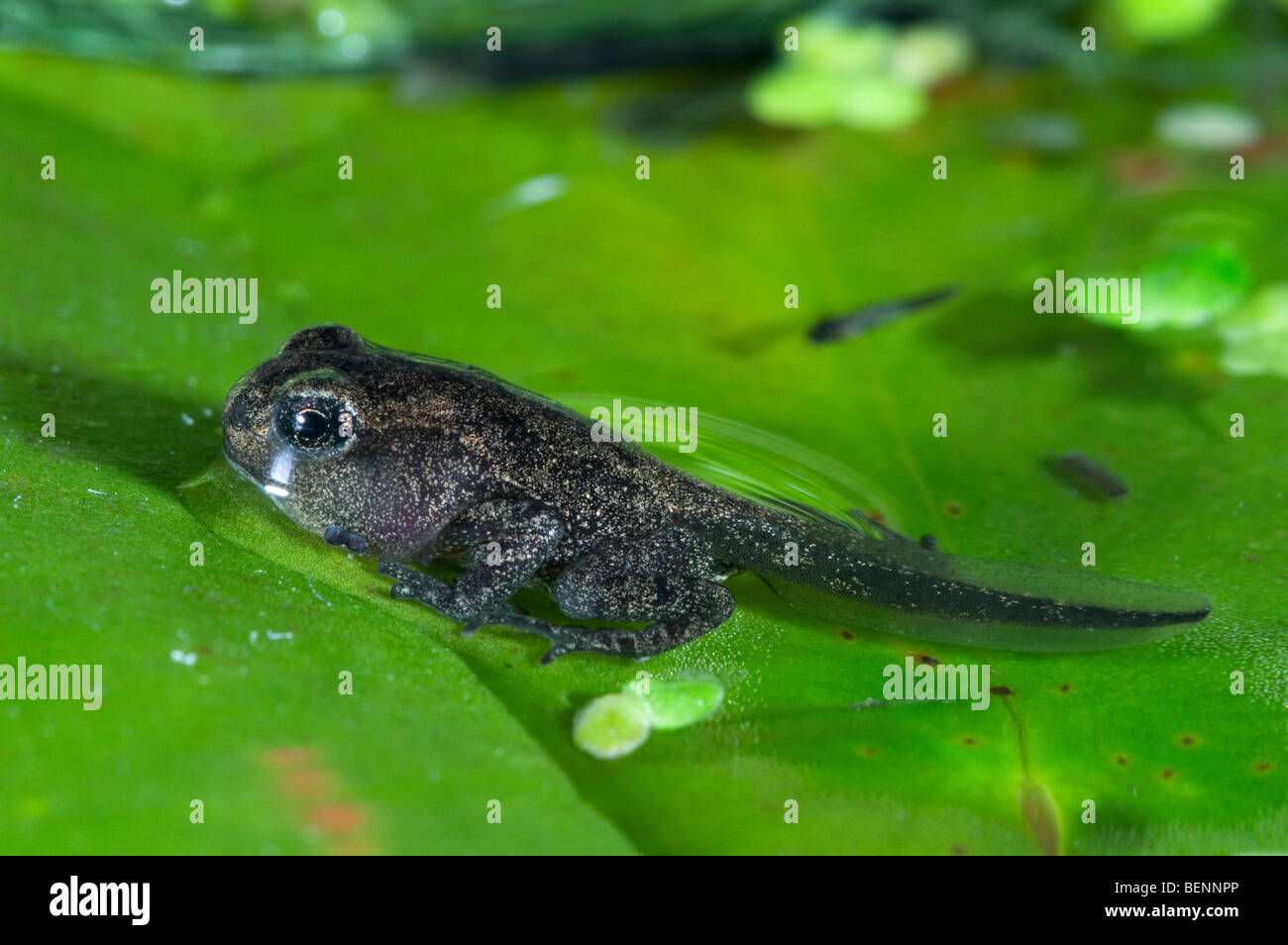 Froglets uk hi-res stock photography and images - Alamy