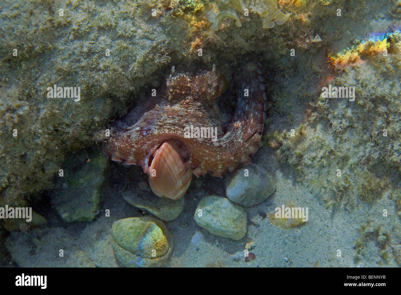 Octopus eating cockles outside its nest Stock Photo - Alamy