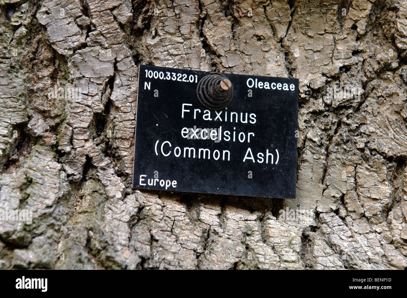 Label on Ash tree Stock Photo - Alamy