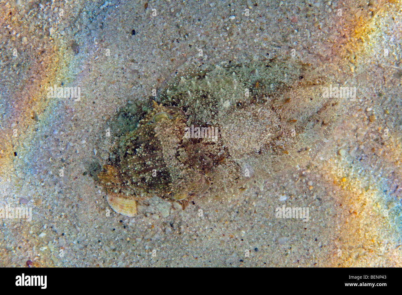 Cephalopoda cuttlefish hi-res stock photography and images - Alamy