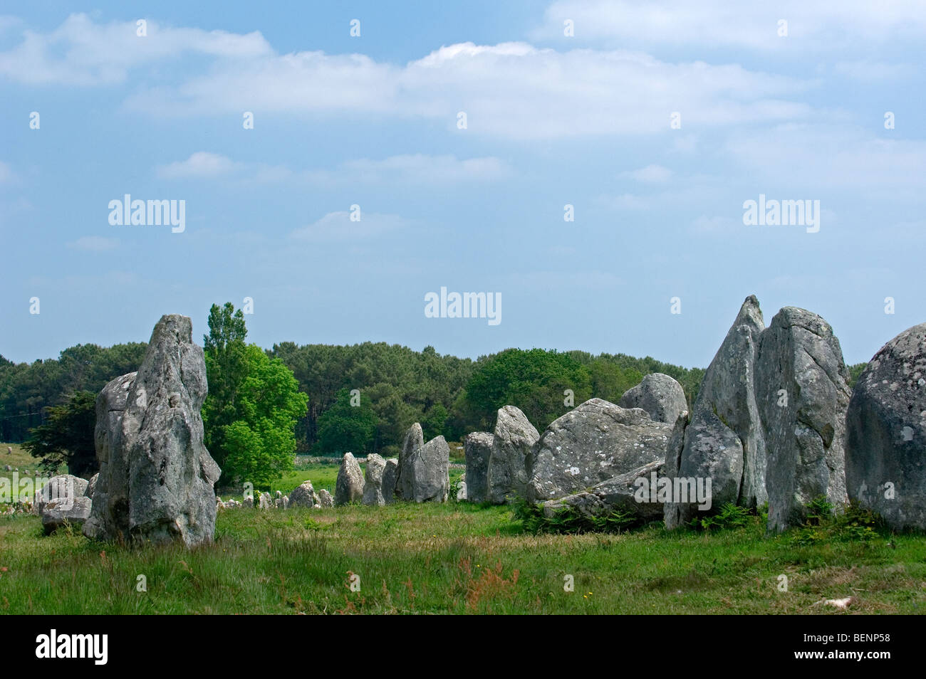 Standing stones in the Kermario alignment at Carnac, Morbihan, Brittany ...